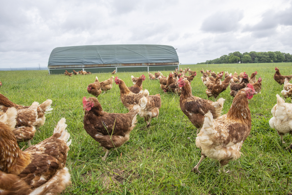 Sustainable Farming on Kingsclere Estates