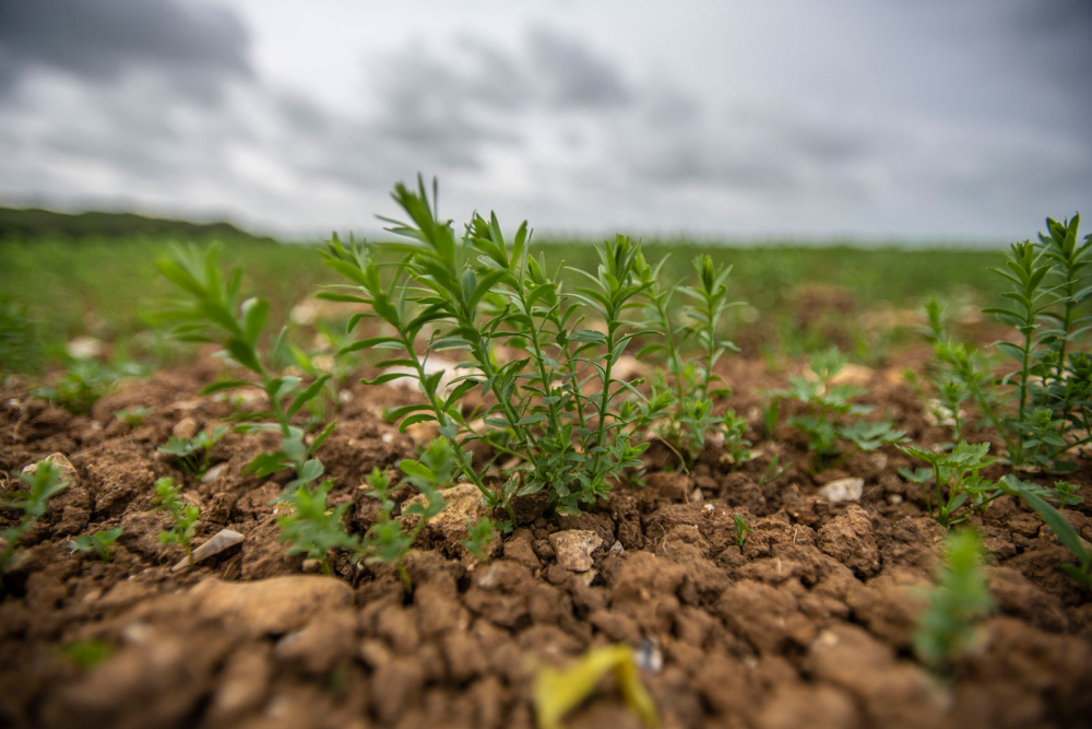 Sustainable Farming on Kingsclere Estates