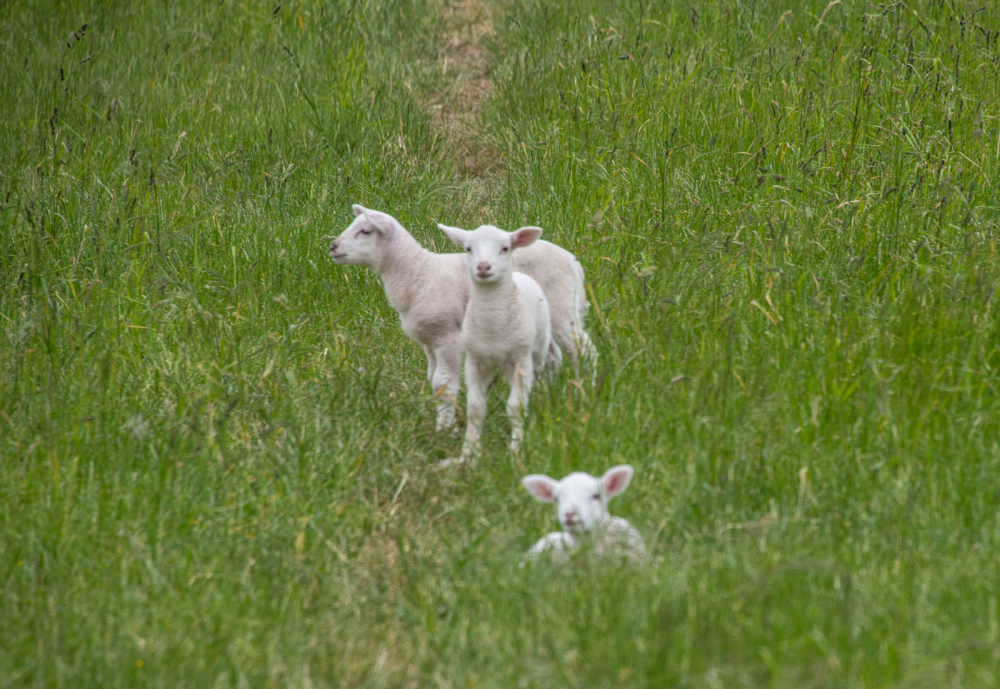 Sustainable Farming on Kingsclere Estates