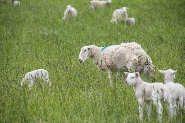 Kingsclere Estates - Dare to grow differently